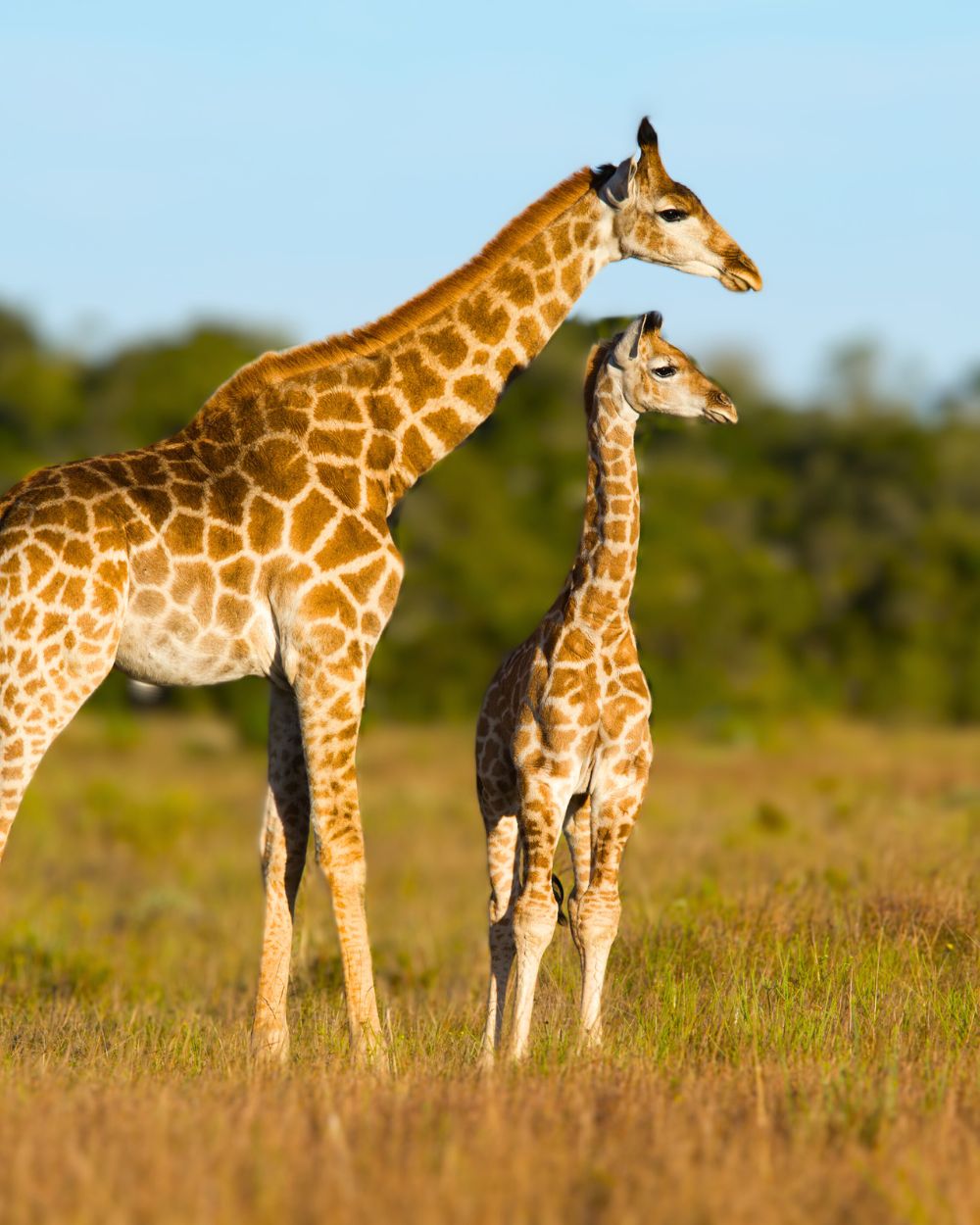 Les deux langues Girafe